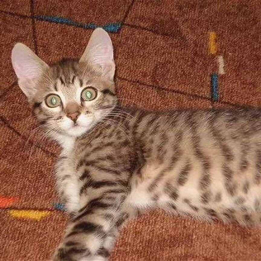 Котенок девочка