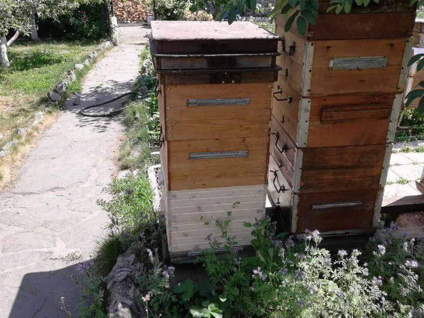 Улей