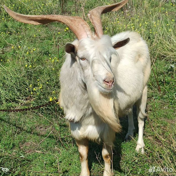 Заненсктй козел Цезарь приглашает на вязку коз