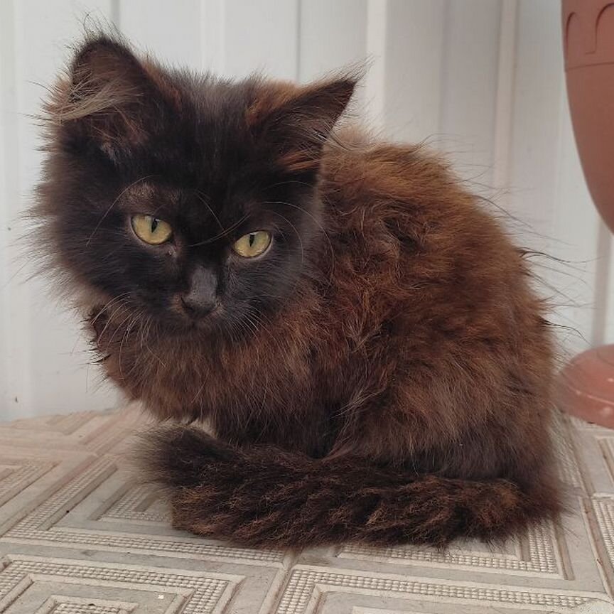 Котенок