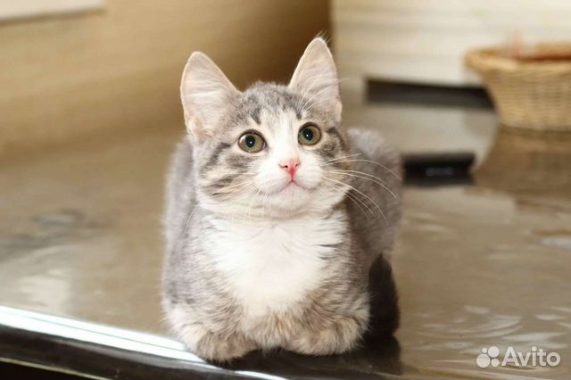 Котёнок, малышка по имени Зайка, ищет семью
