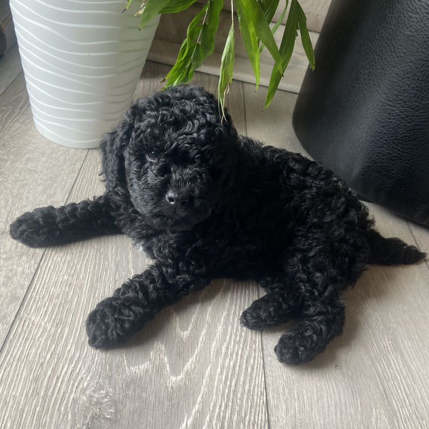 Пудель, щенок