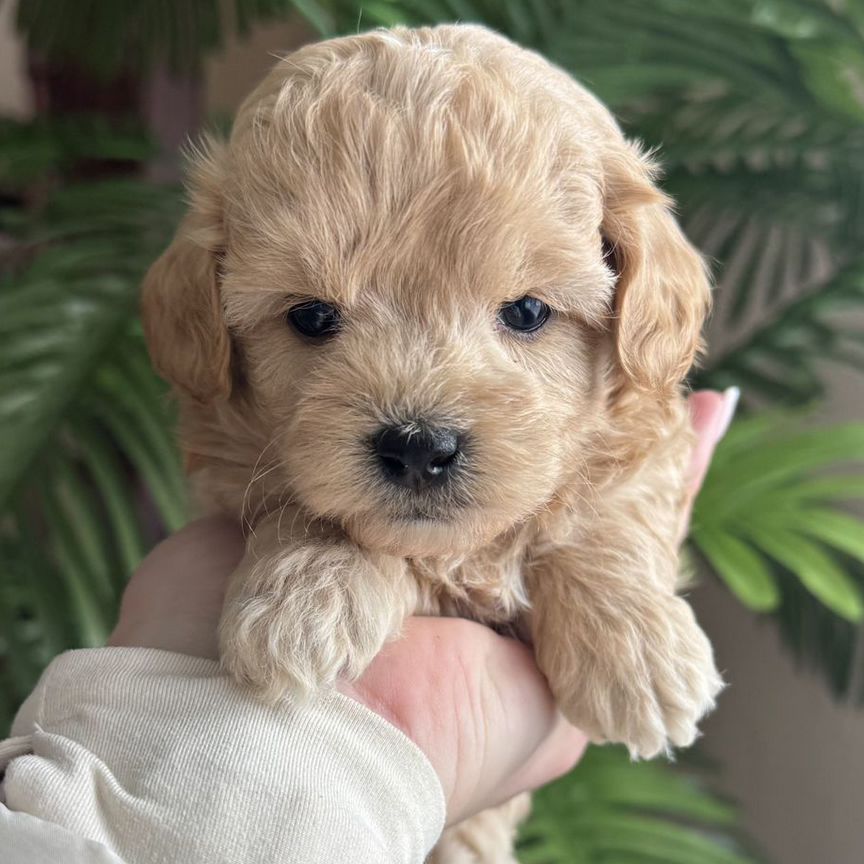 Мальтипу, щенок