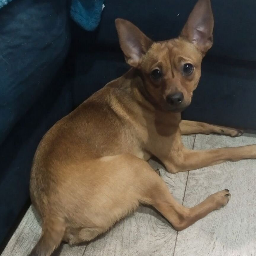 Русский той-терьер, щенок