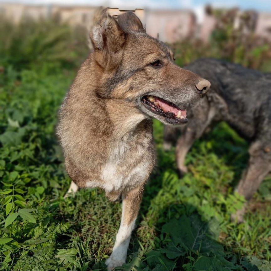 Собака в добрые руки
