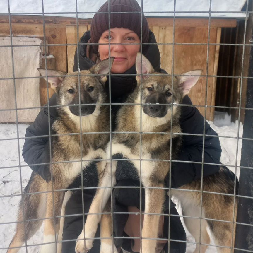 Щенок в добрые руки