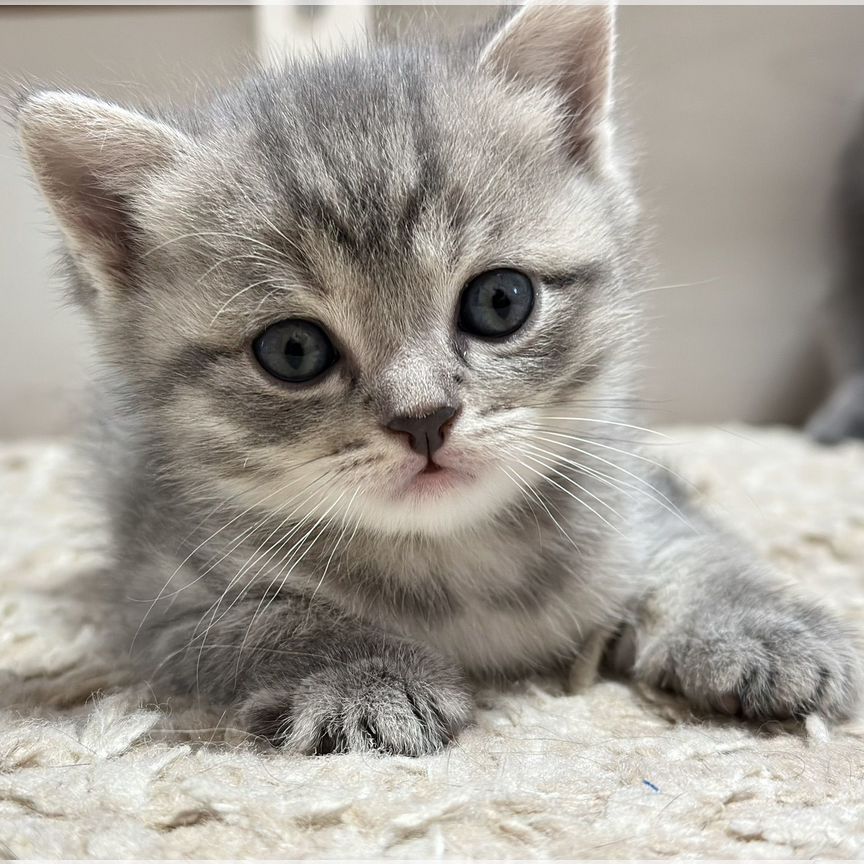 Чистокровные шотландские котята