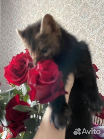 Домашние соболя и хорьки