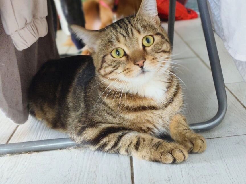 Красавчик Брюс