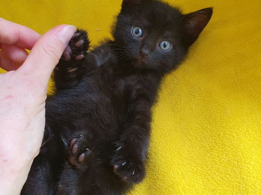 Милый черный мальчик котенок ищет хозяев