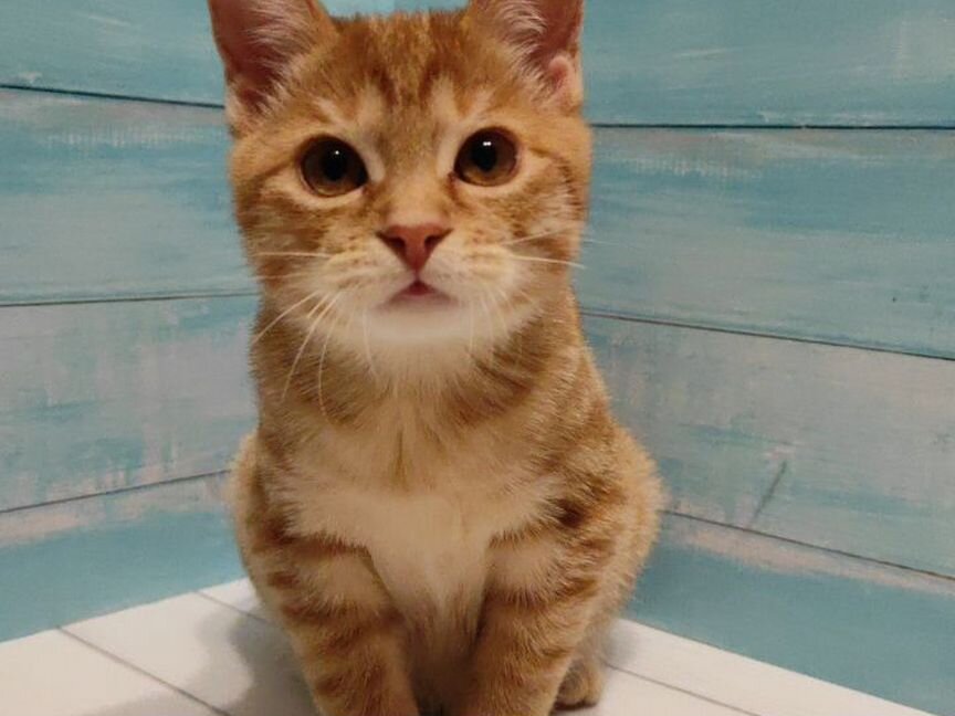 Котята курильский бобтейл