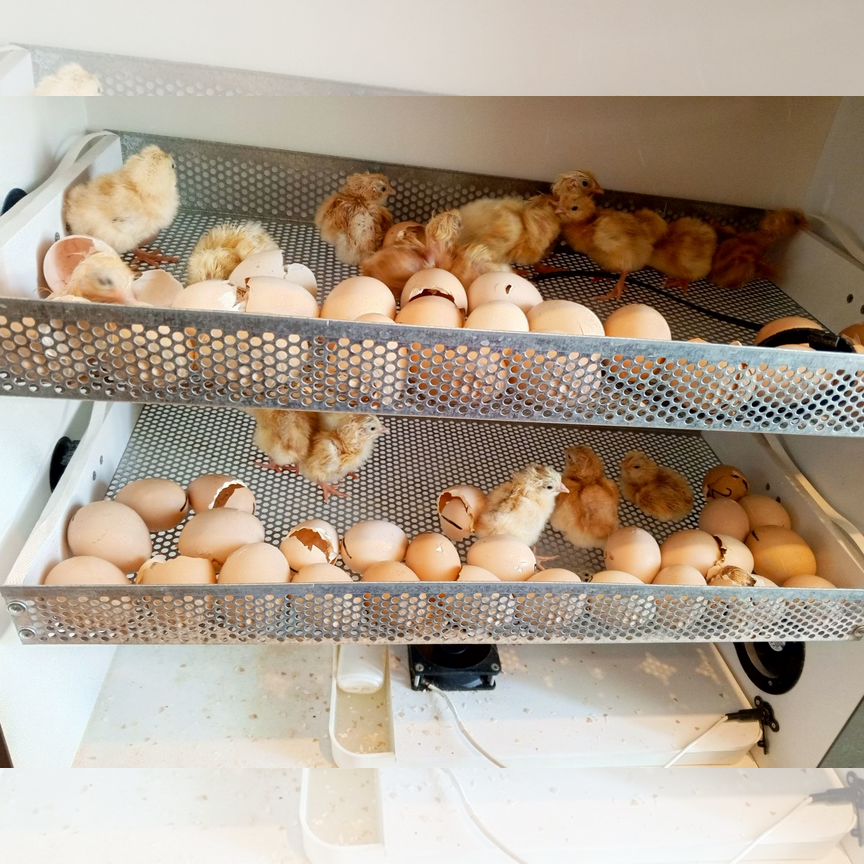 Продам инкубационные яйца
