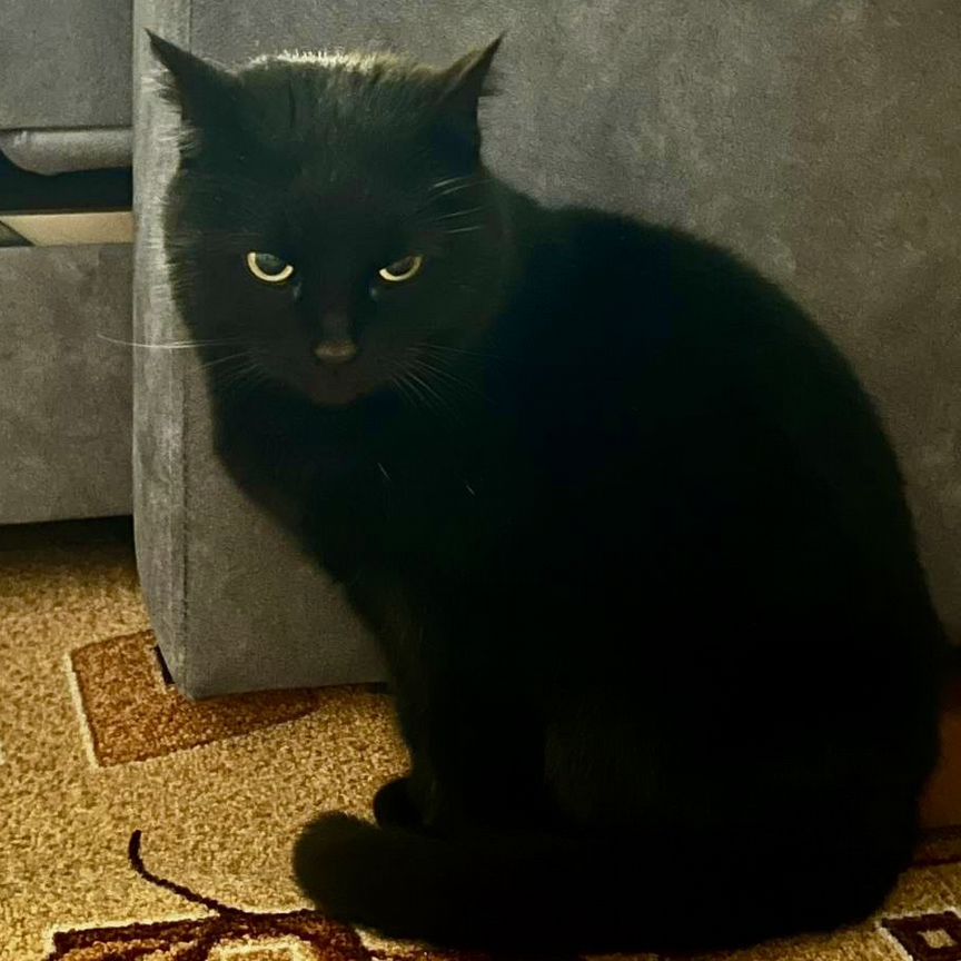 Взрослая, кошка в добрые руки