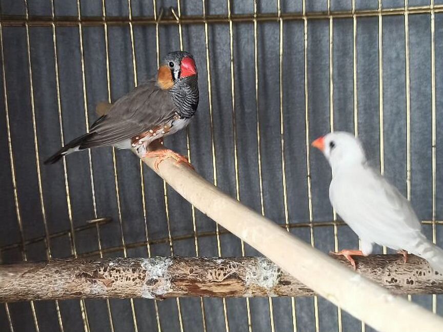 Зебровые амадины