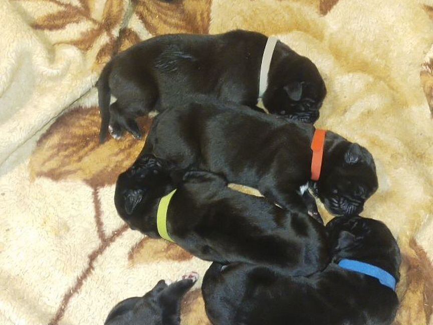 Собаки щенки Кане Корсо