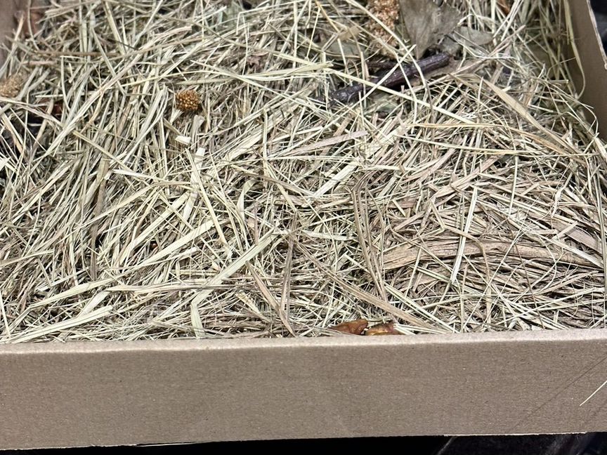 Копошилка для попугаев