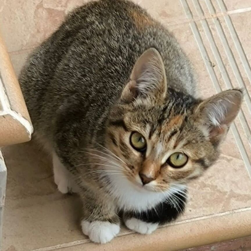 Котёнок в добрые руки