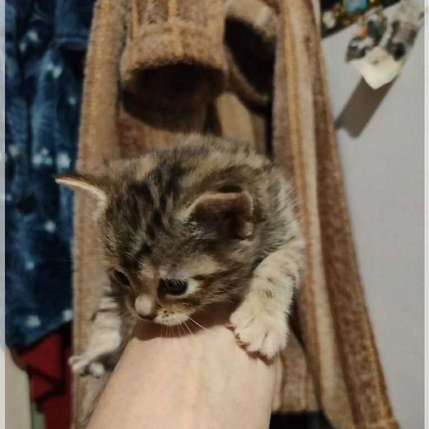 Котёнок в добрые руки