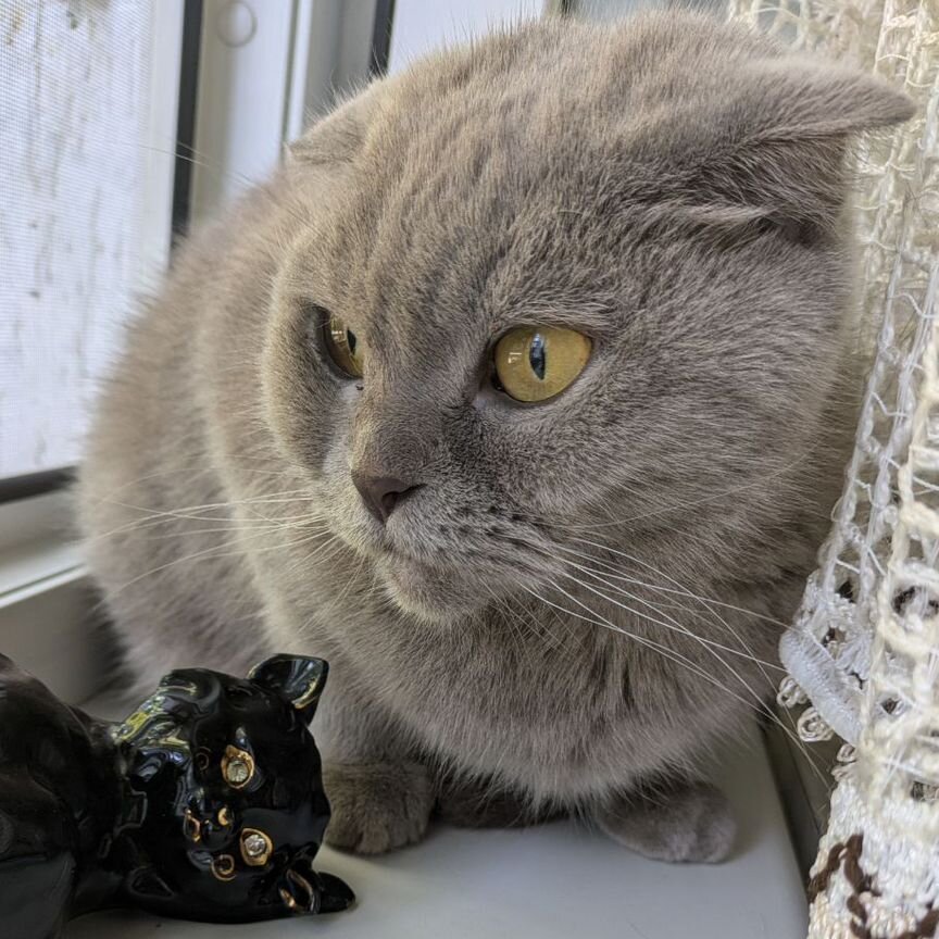 Шотландская лиловая вислоухая кошечка