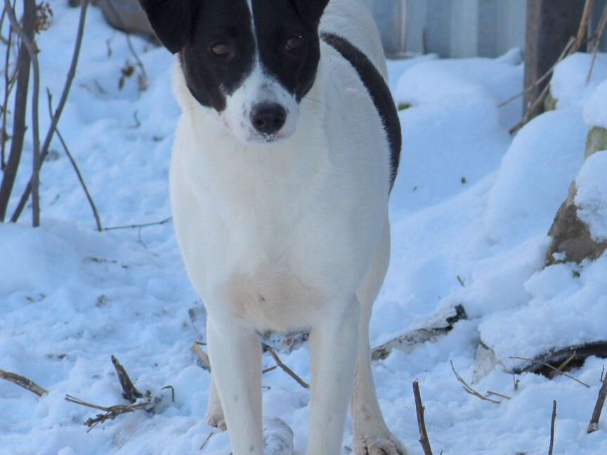 Собачка Маня ищет дом