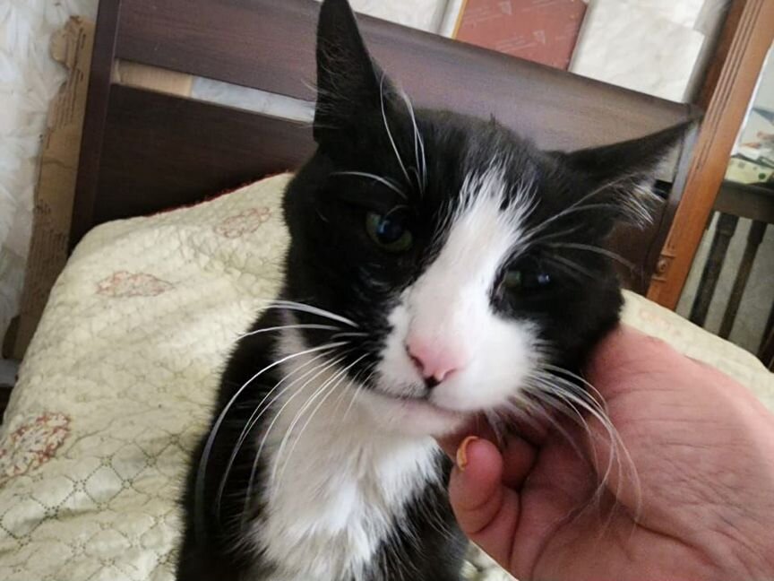 Котик чёрно-белый