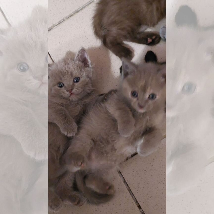 Шотландский вислоухий короткошёрстный котёнок