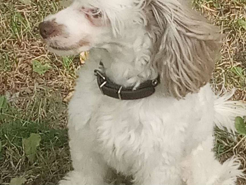 Китайская хохлатая пуховая