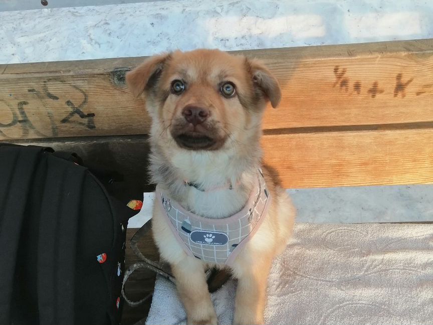 Щенок в добрые руки