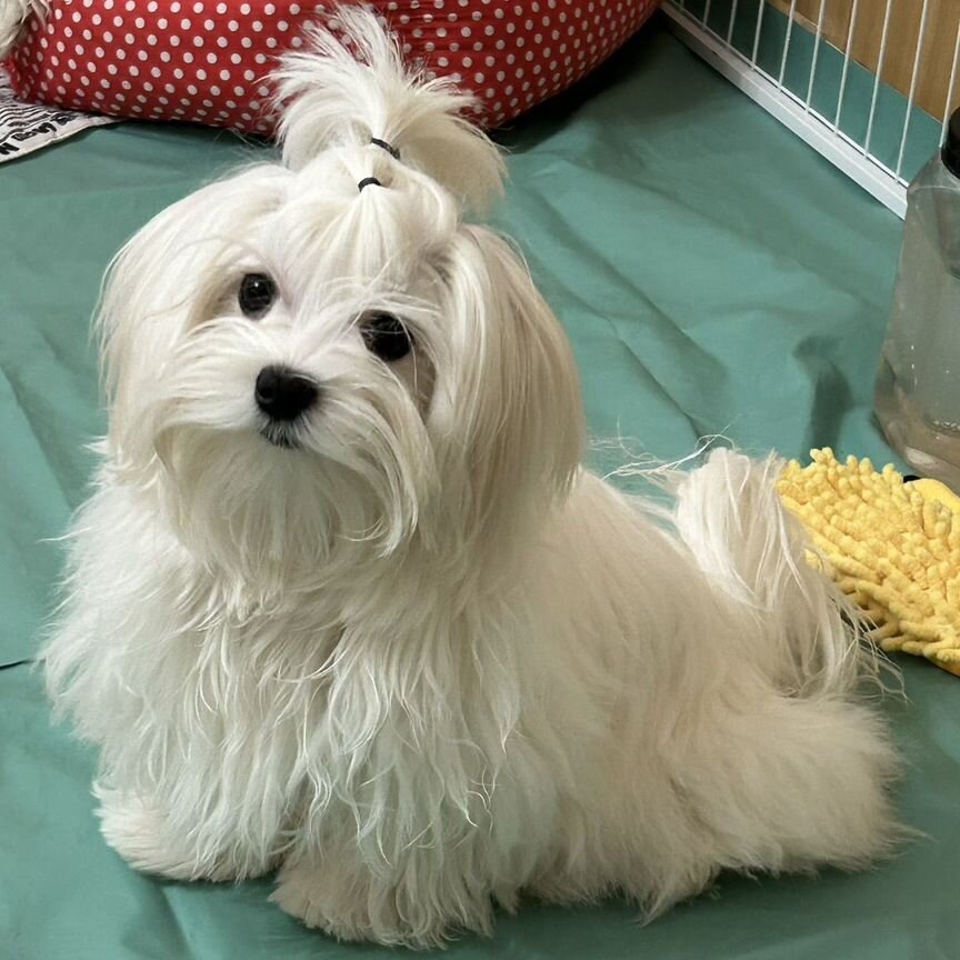 Мальтийская болонка, щенок