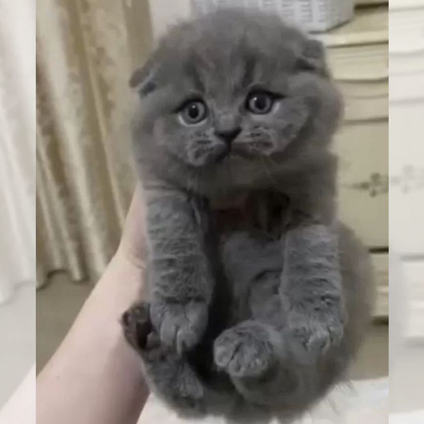 Шотландская