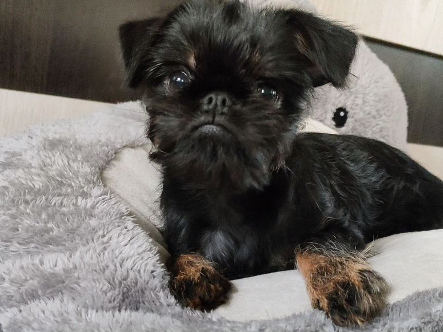 Щенок гриффона