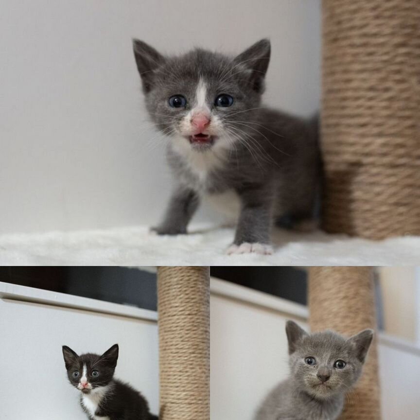 Котята