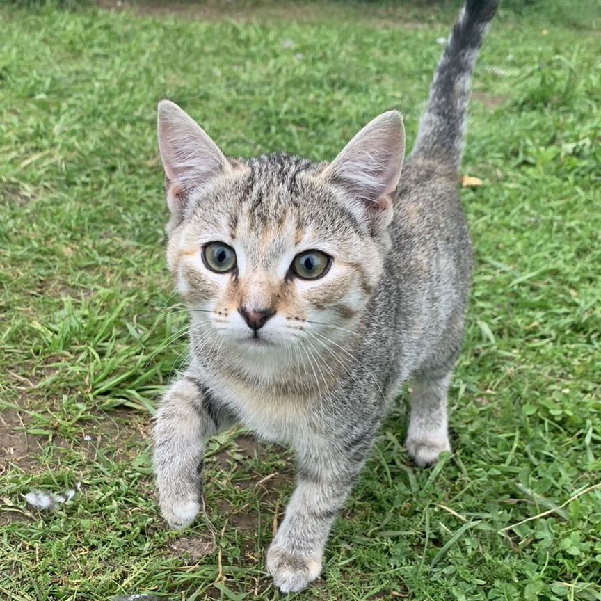 Котенок девочка в добрые руки