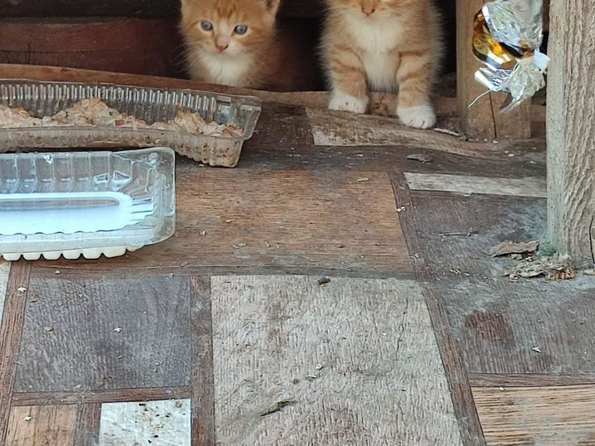 Котятки в добрые руки