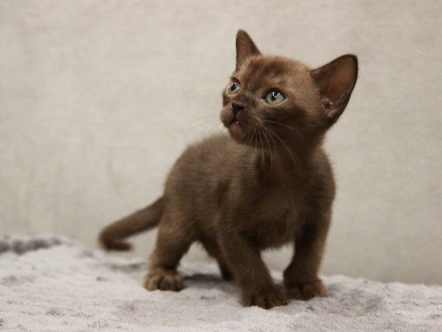 Европейская бурма. Котята