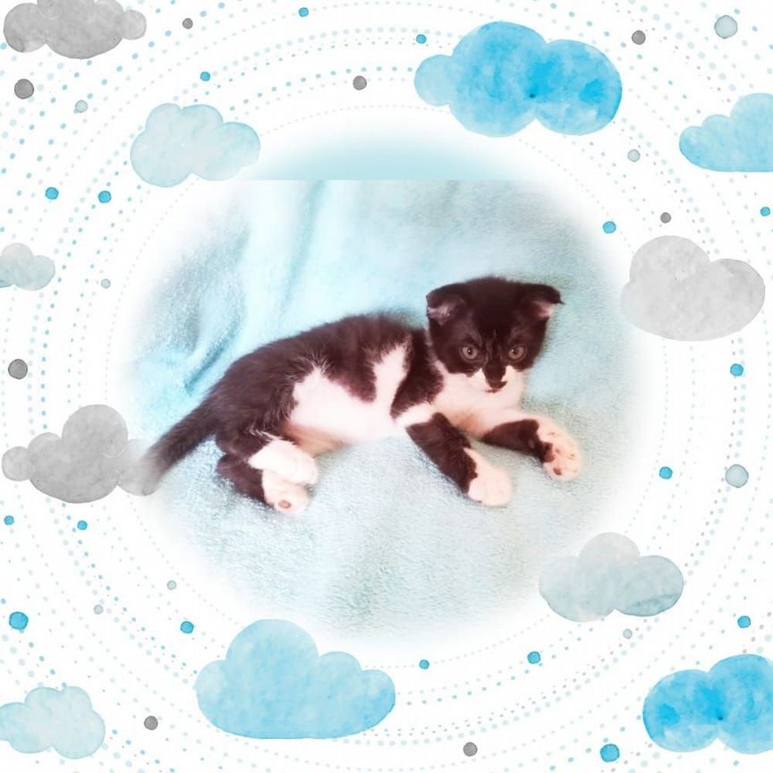 Котята Мальчики