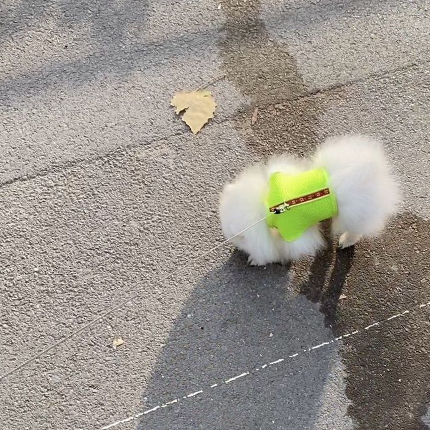 Шлейка для мини пород