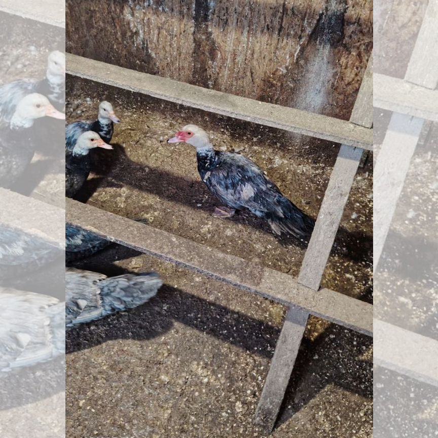 Утки тяжёлая линия мускусные