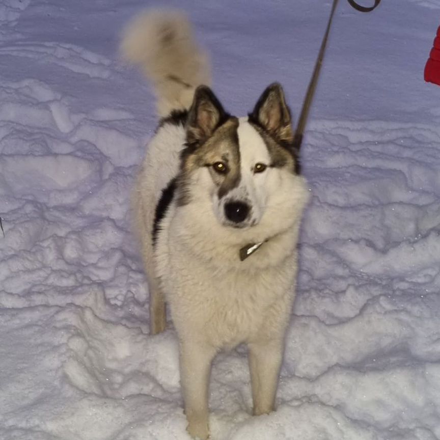 Собачка в добрые ручки