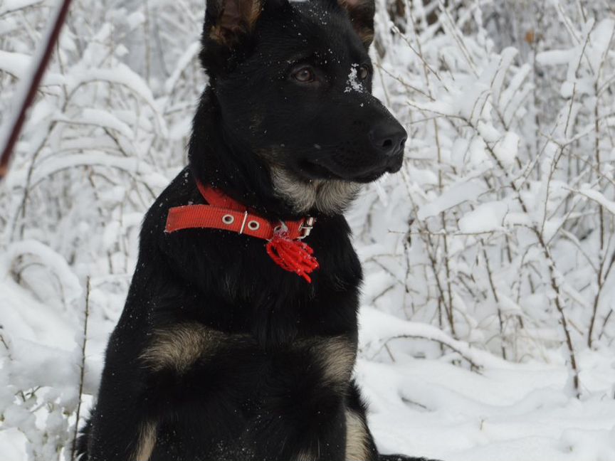 Щенки немецкой овчарки с документами РКФ