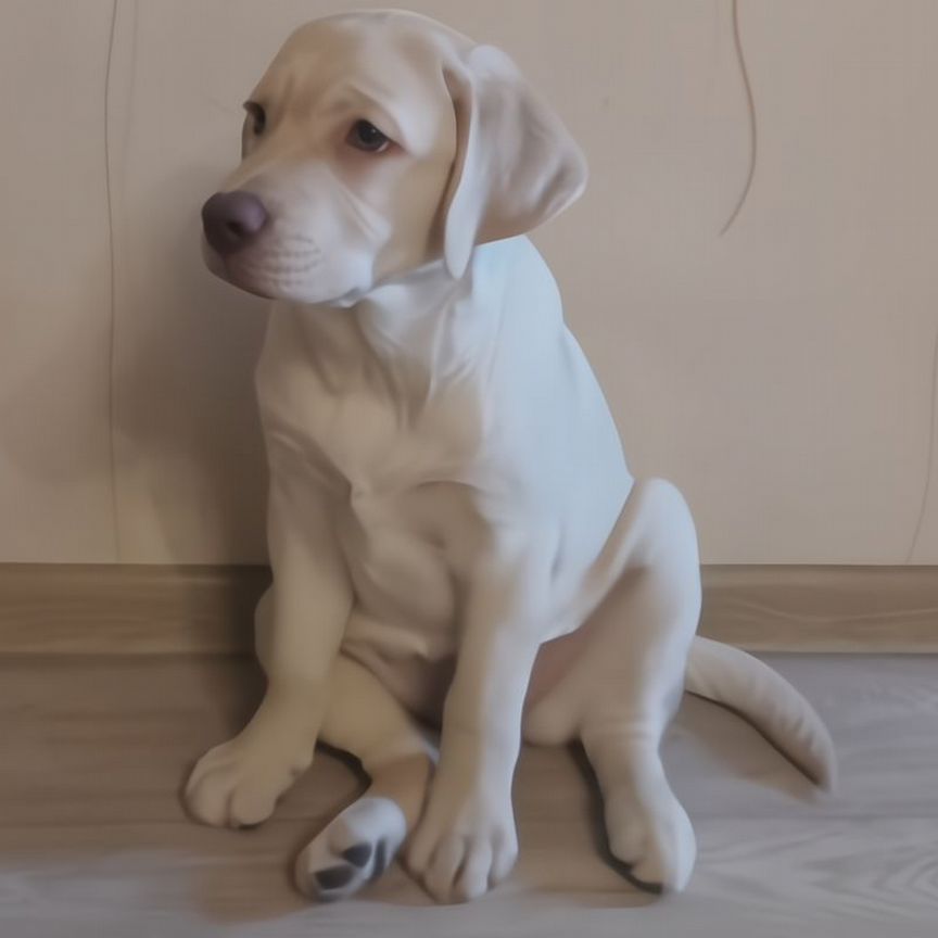 Лабрадор-ретривер, щенок