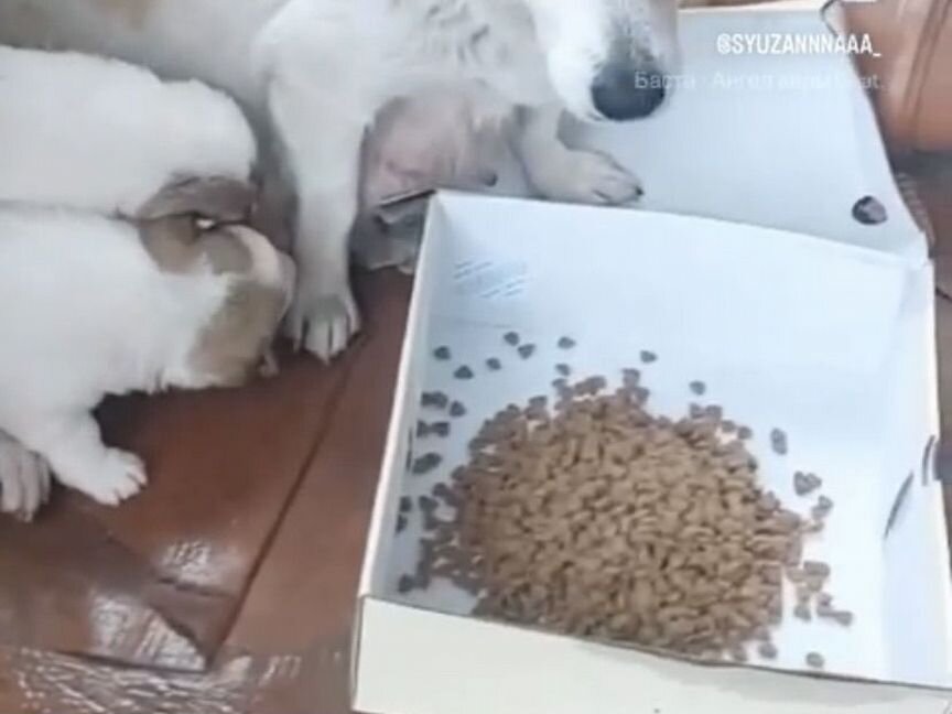 Собака со шенками на улице