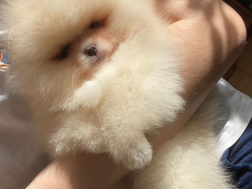 Шпиц милашки