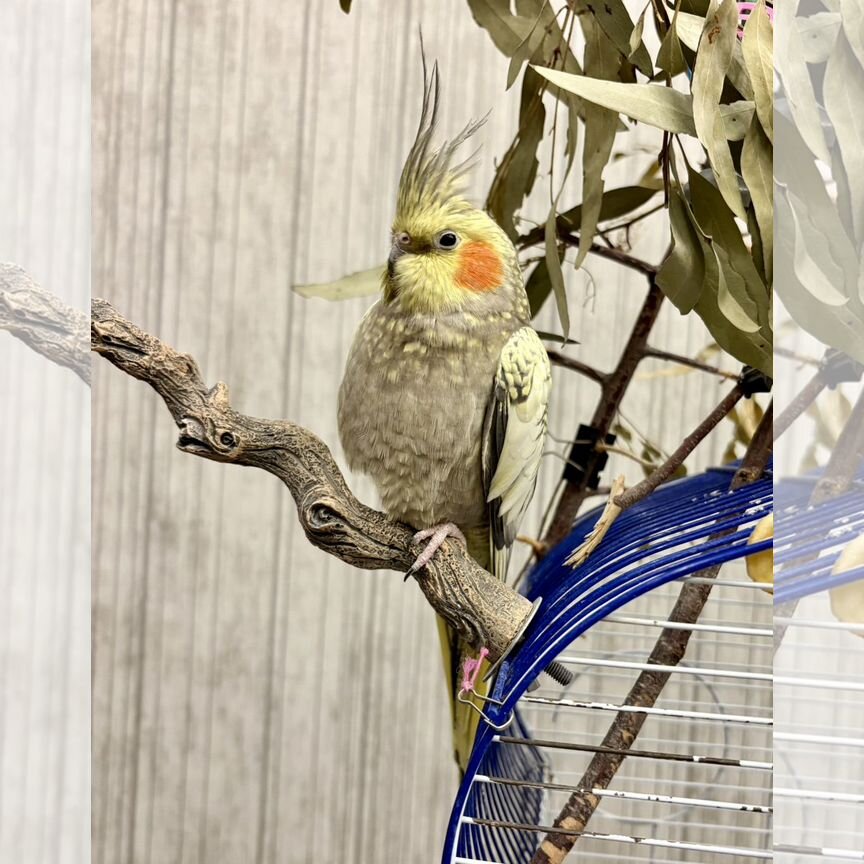 Попугай корелла мальчик с клеткой