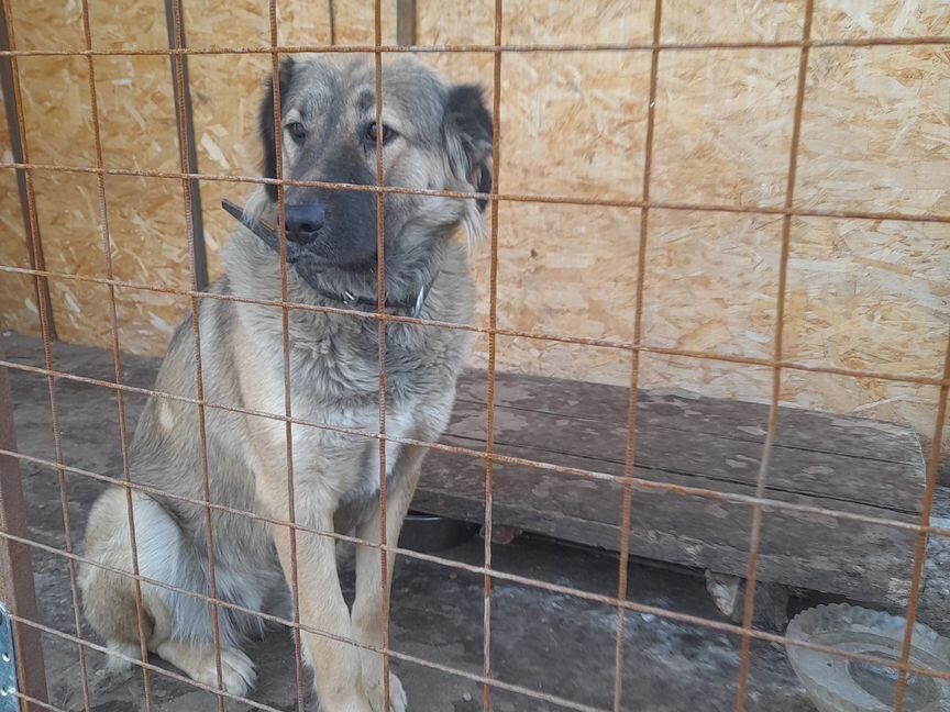 Метис в добрые руки