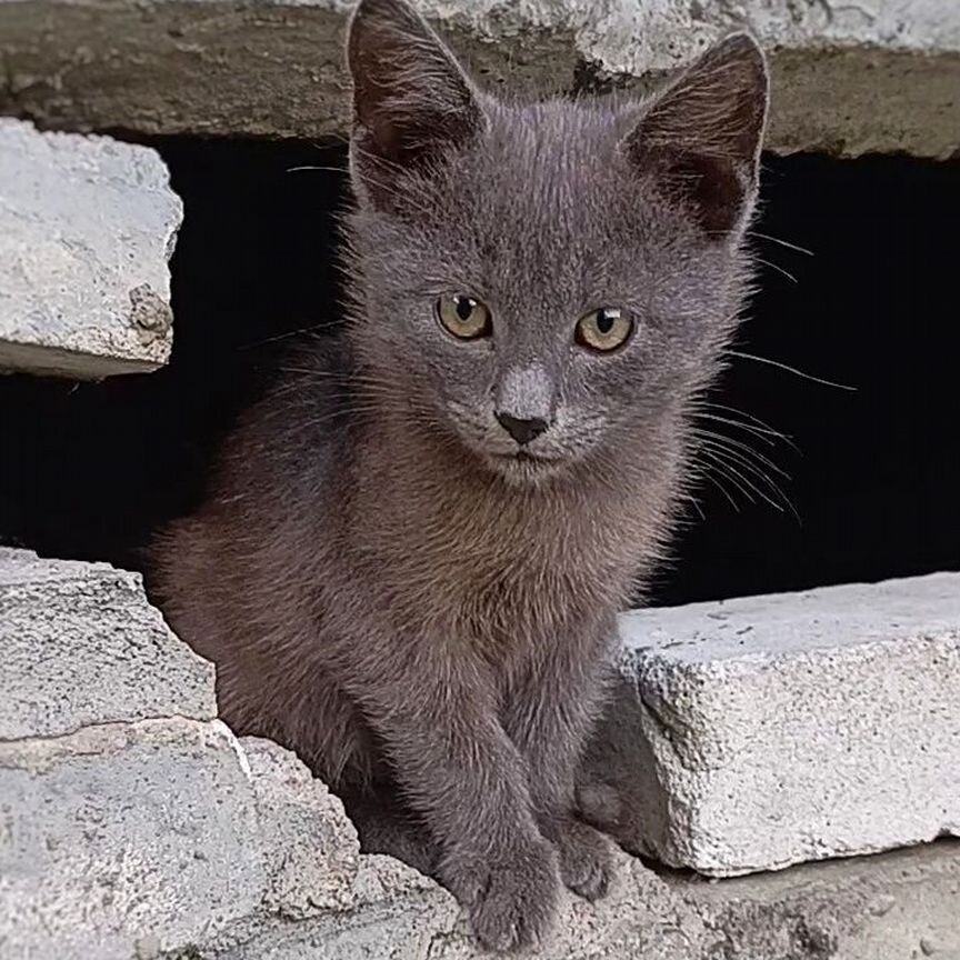 Котенок на улице
