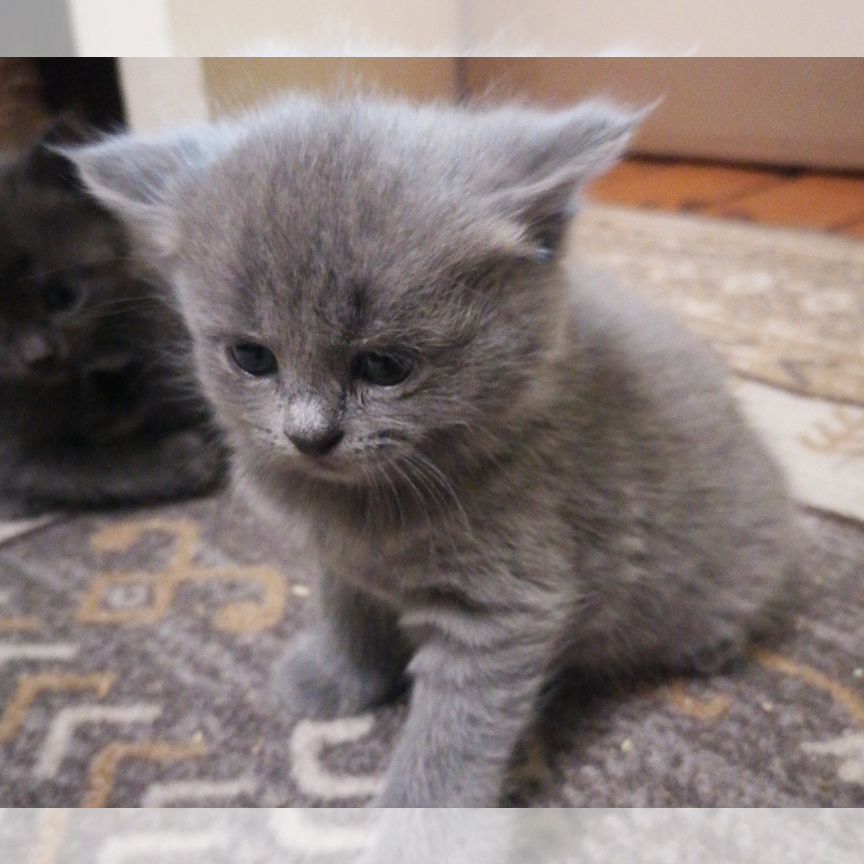 Британский короткошёрстный котёнок