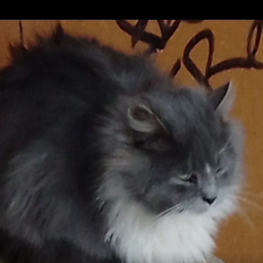Кошка