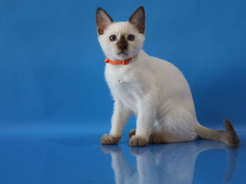 Тайские котята из питомника