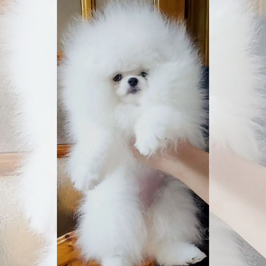 Померанский шпиц, щенок